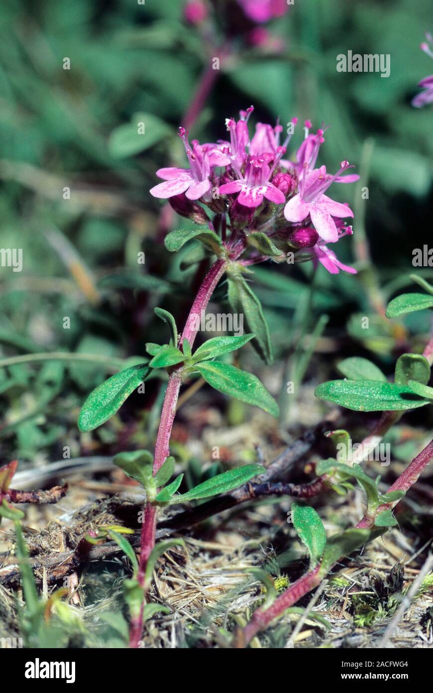 Thyme (Thymus longicaulis) in flower Stock Photo - Alamy
