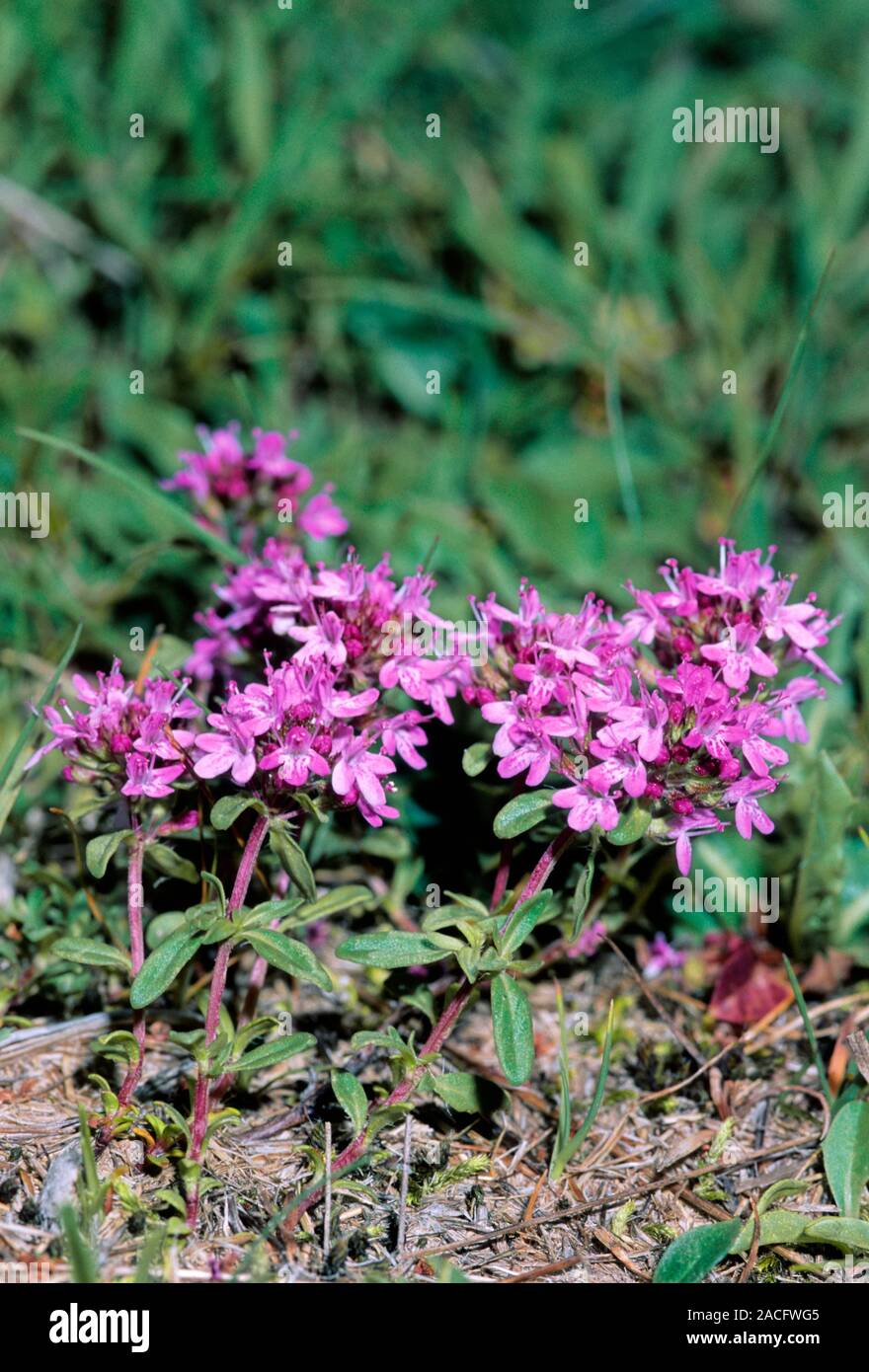 Thyme (Thymus longicaulis) in flower Stock Photo - Alamy