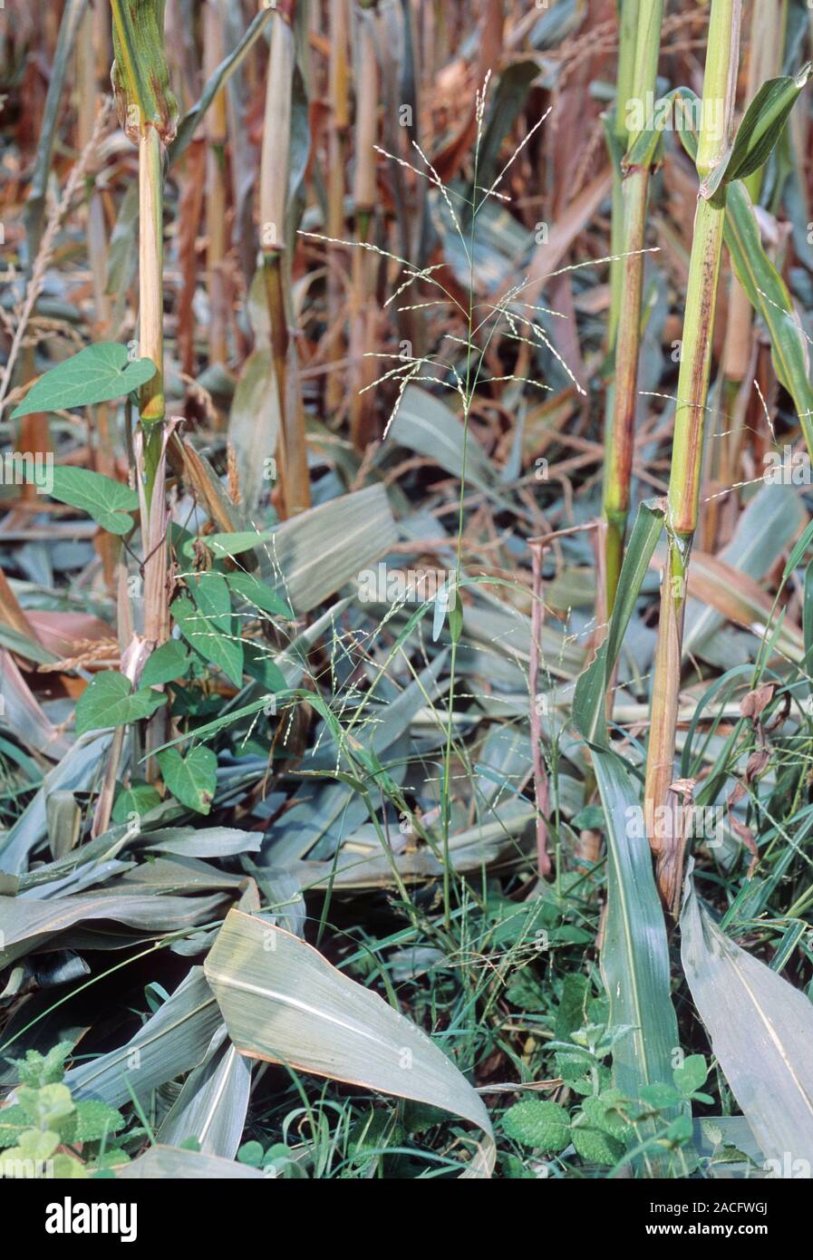 Fall Panicgrass (Panicum dichotomiflorum) in flower Stock Photo - Alamy