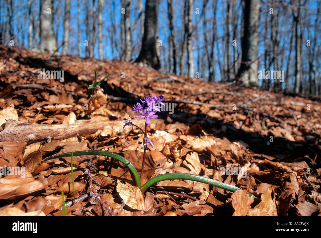 Alpine Squill (Scilla bifolia) in flower in very early spring ...
