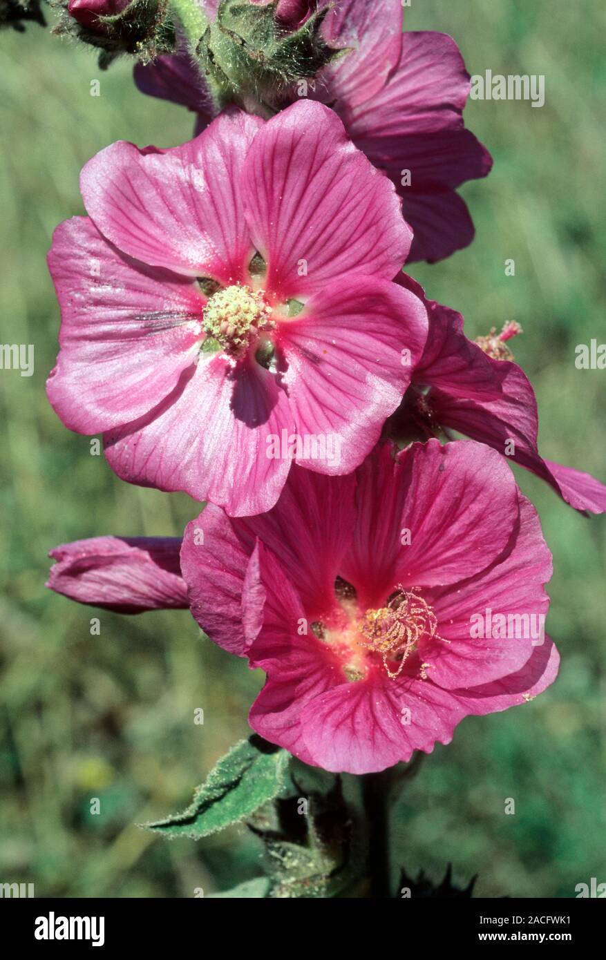 Mediterranean Mallow (Lavatera olbia), also known as tree Mallow, in ...