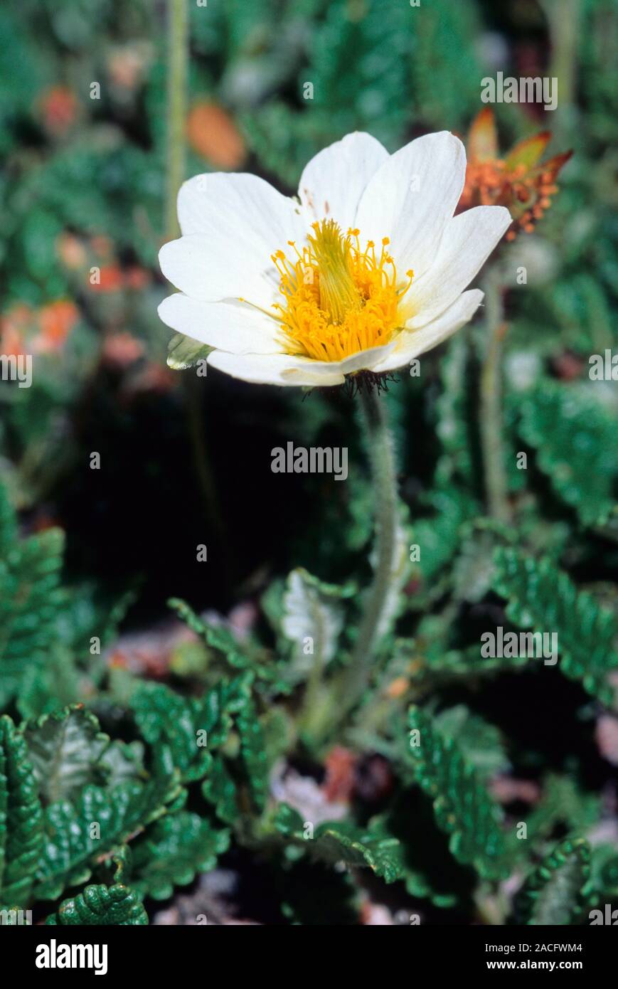 Mountain Avens (Dryas octopetala) in flower Stock Photo - Alamy