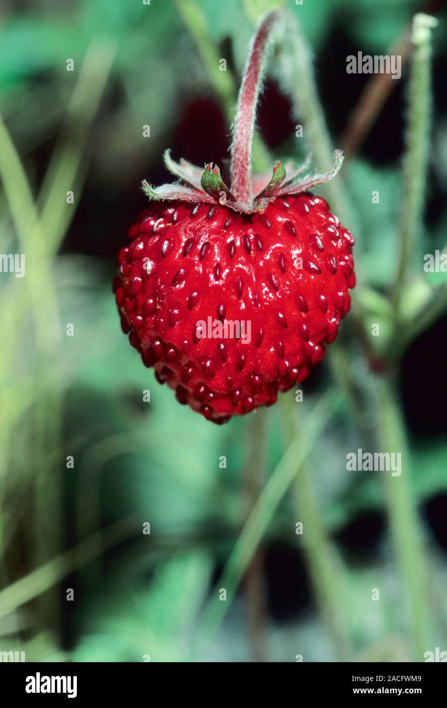 Woodland Strawberry (Fragaria vesca) in fruit Stock Photo - Alamy