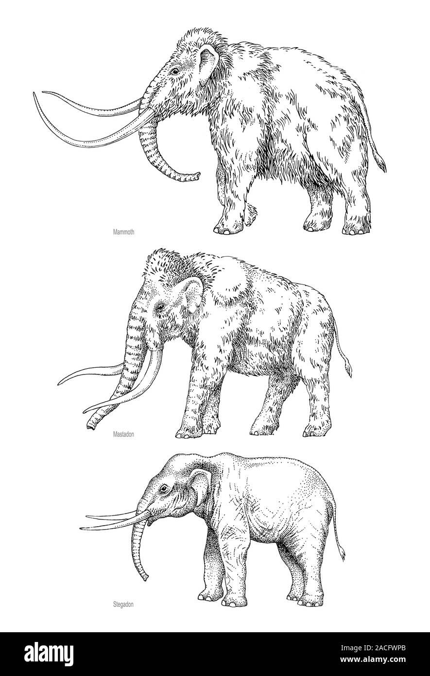 Elephant evolution, artwork. These three species from the elephant ...