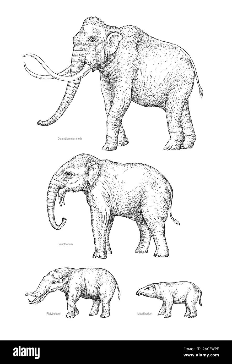 Elephant evolution, artwork. These four species are all part of the ...