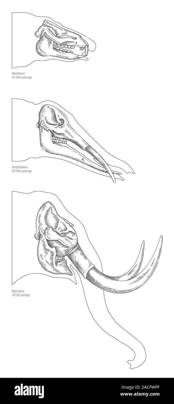 Elephant tusk evolution, artwork. These three species from the elephant ...