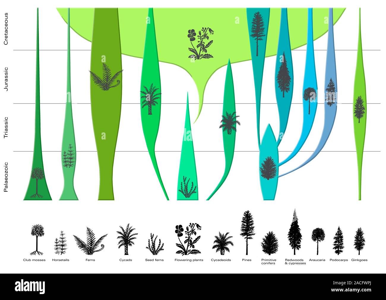 Plant evolution, diagram. Thirteen major groupings of plants are shown ...