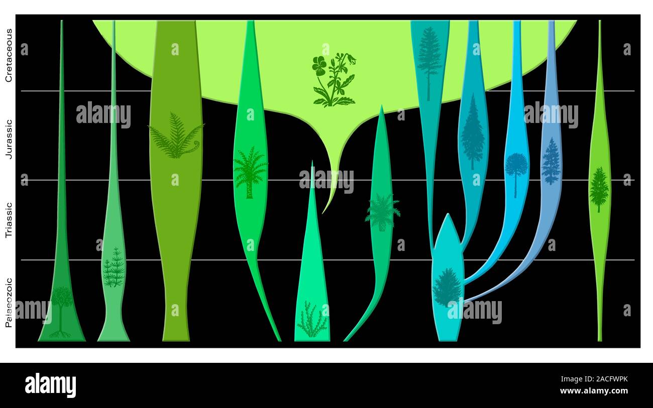 Plant evolution, diagram. Thirteen major groupings of plants are shown ...