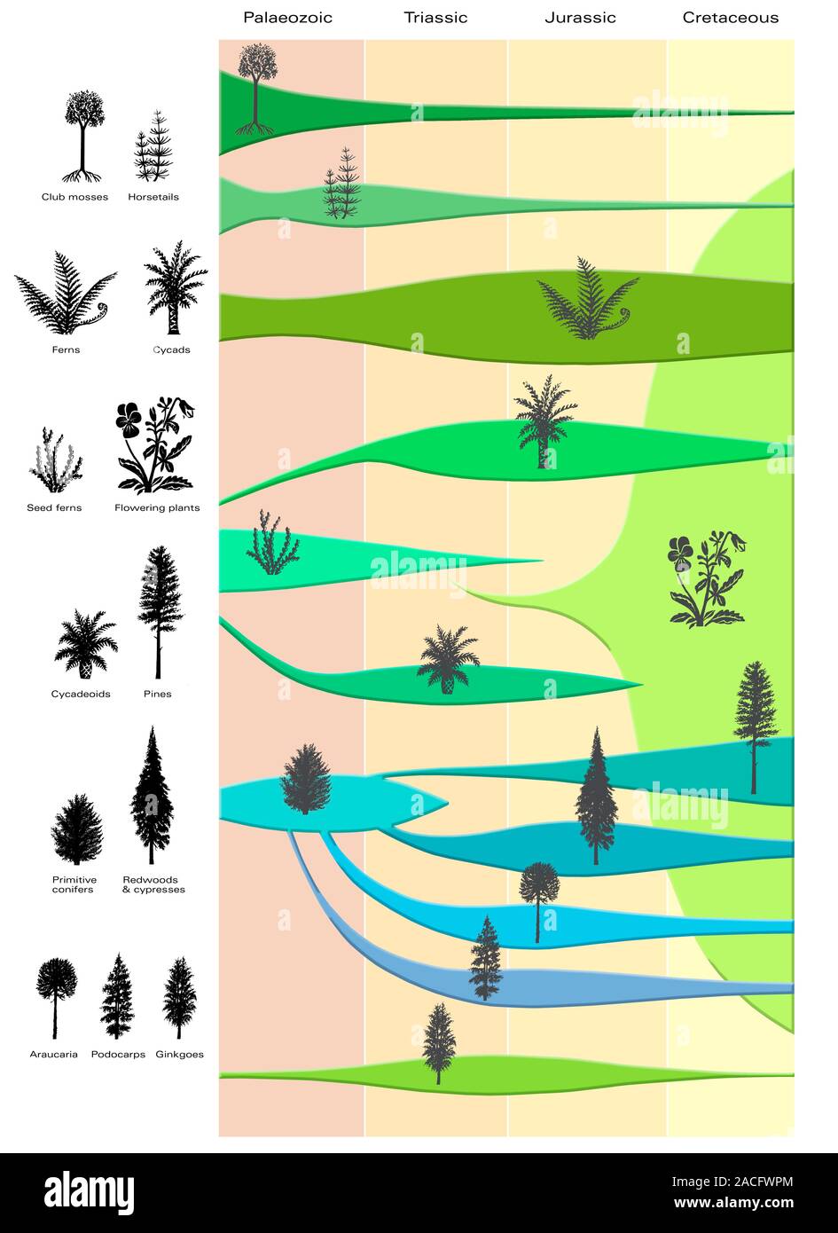 Plant evolution, diagram. Thirteen major groupings of plants are shown ...