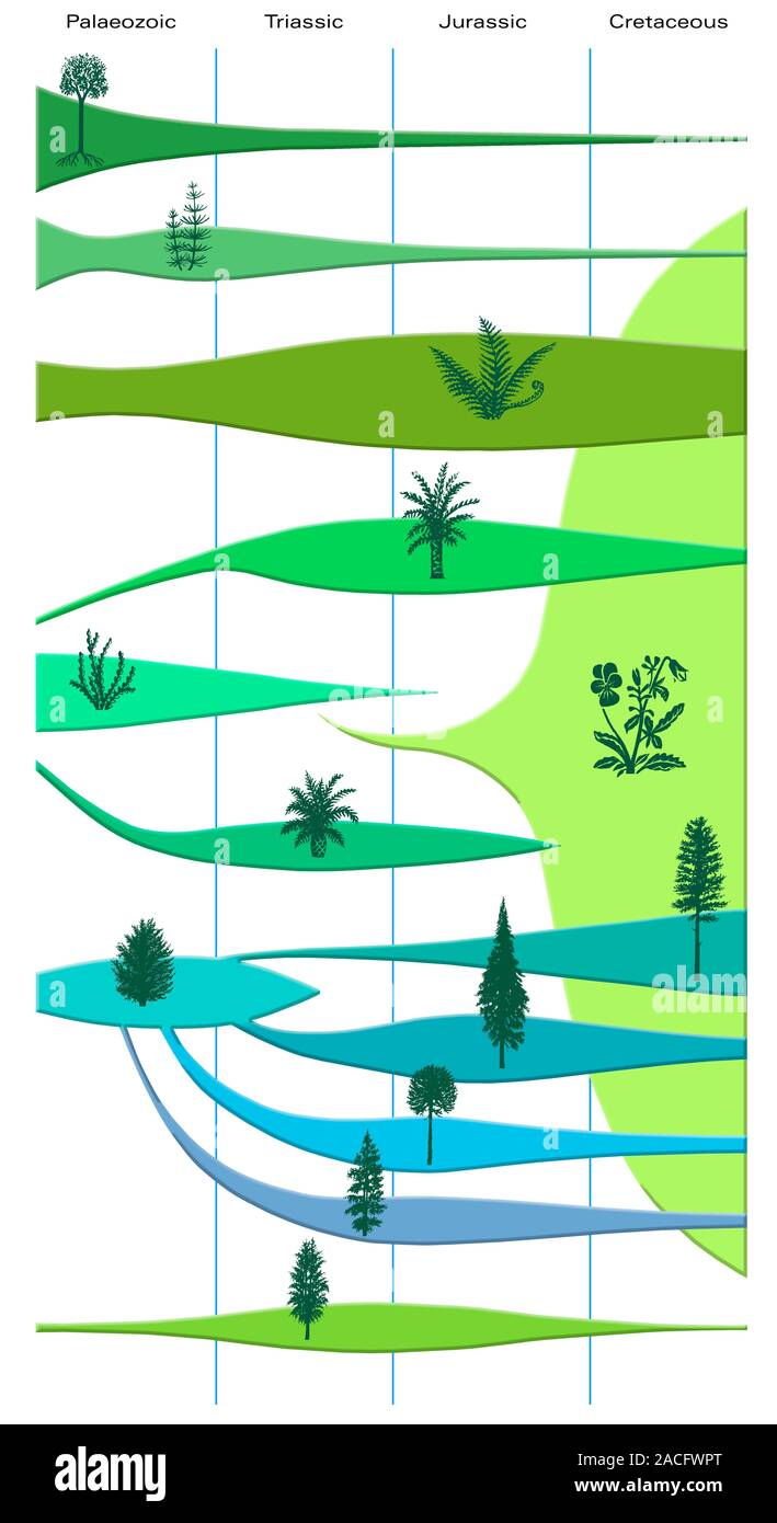 Plant evolution, diagram. Thirteen major groupings of plants are shown ...