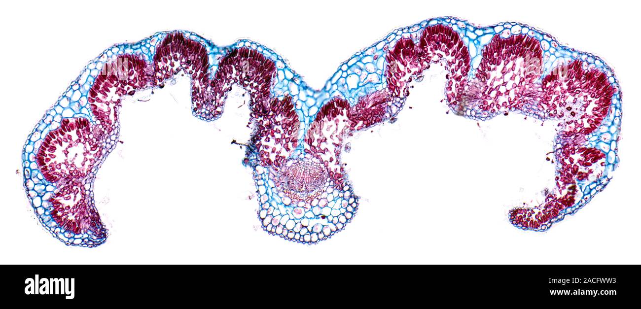 Rosemary leaf. Light micrograph of a transverse section through a ...
