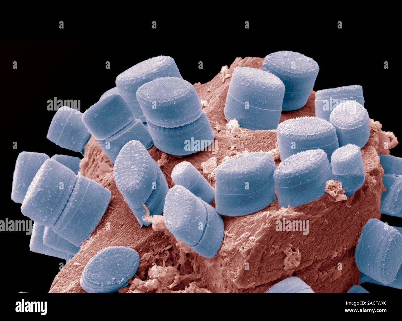 Diatoms. Coloured scanning electron micrograph (SEM) of diatoms (blue ...