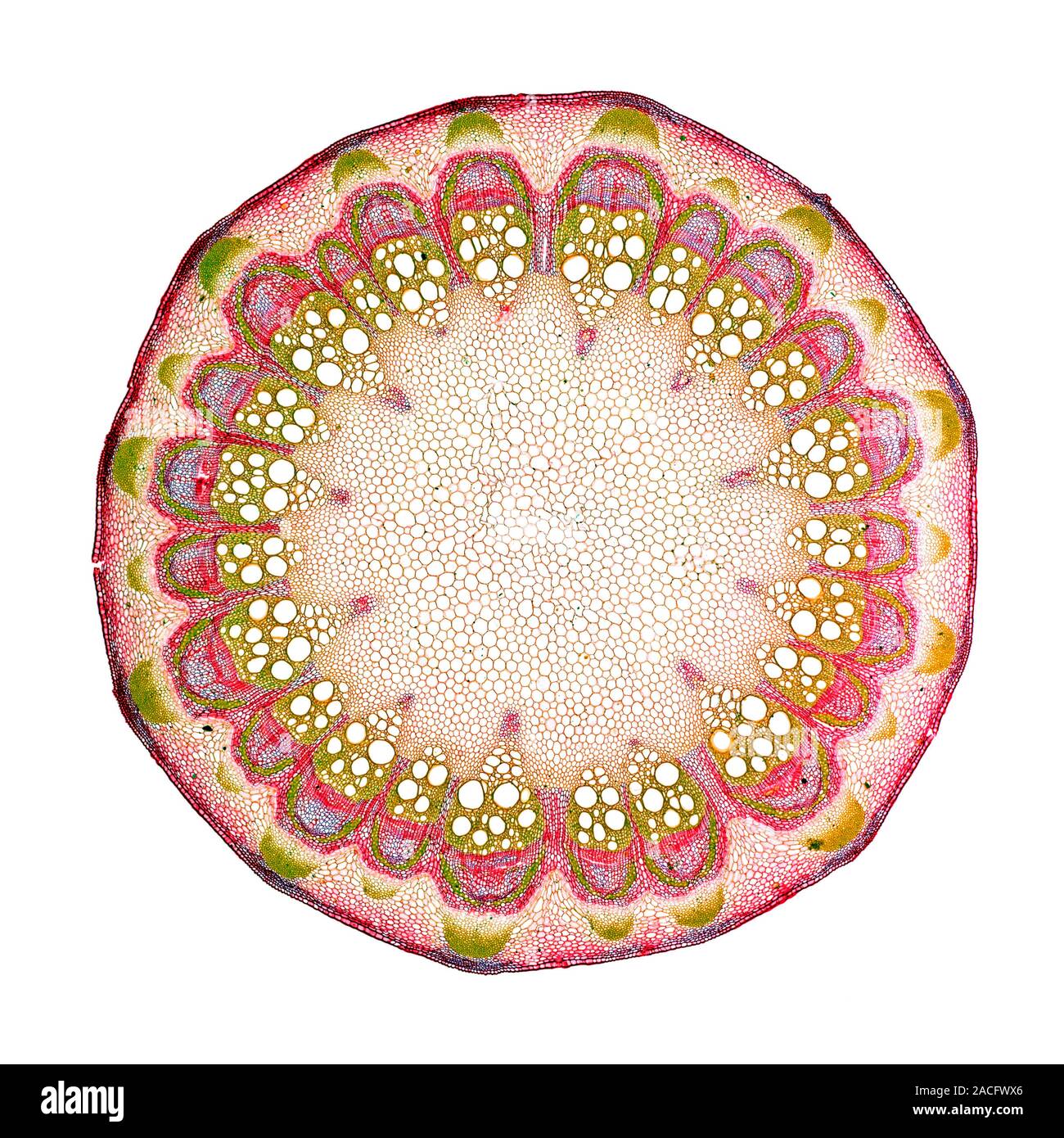 Clematis stem. Light micrograph of a transverse section through the ...