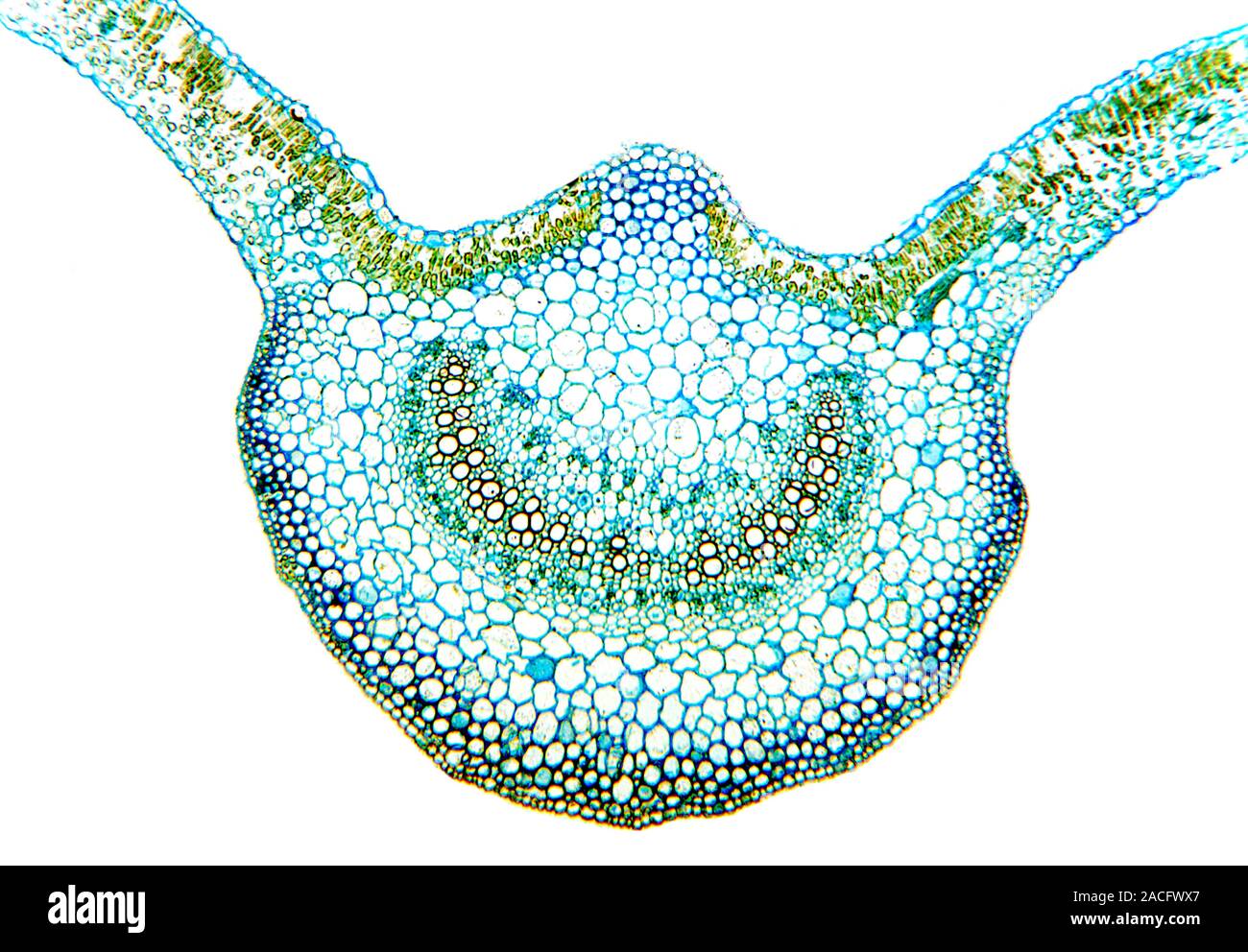 Sweet potato leaf. Light micrograph of a transverse section through the ...