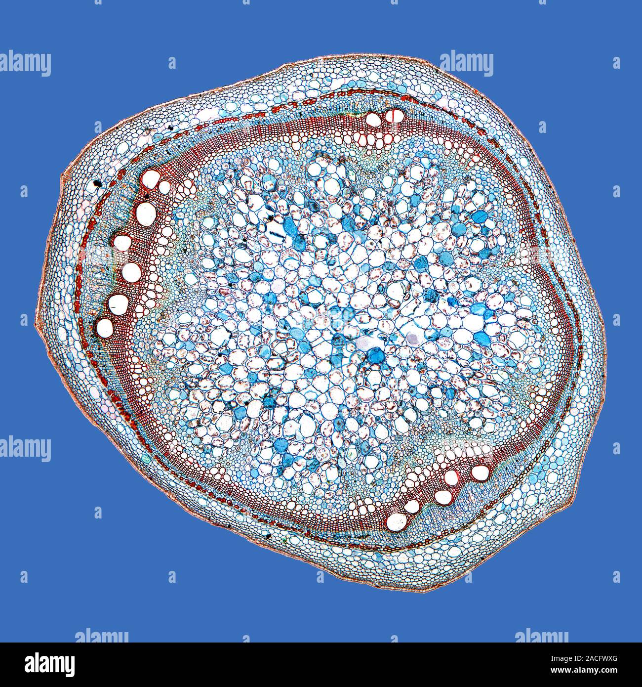Sweet potato stem. Light micrograph of a transverse section through a ...