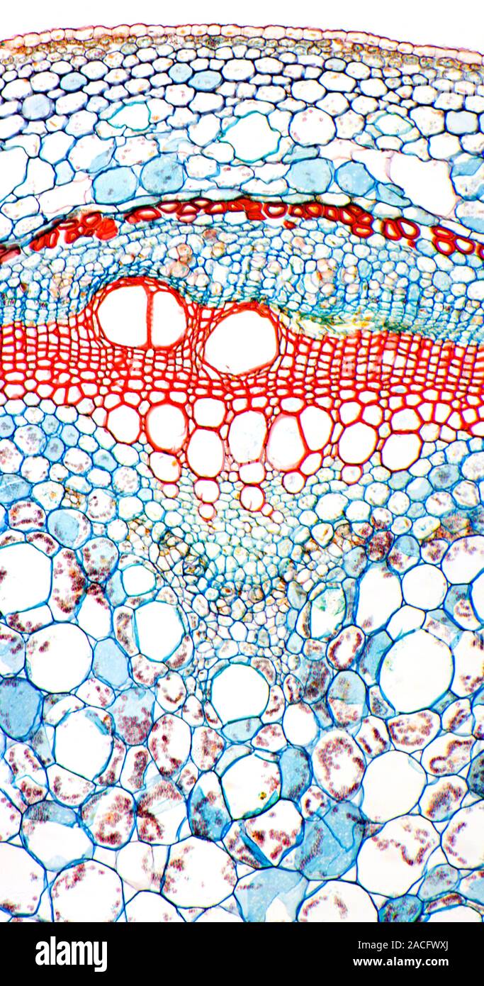 Sweet potato stem. Light micrograph of a transverse section through ...