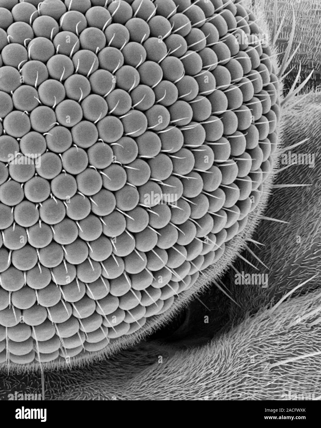 Compound eye of a gnat. Scanning electron micrograph (SEM) of the ...