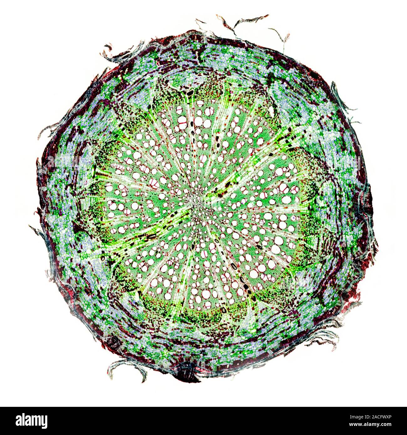 Grape root. Light micrograph of a transverse section through a grape ...