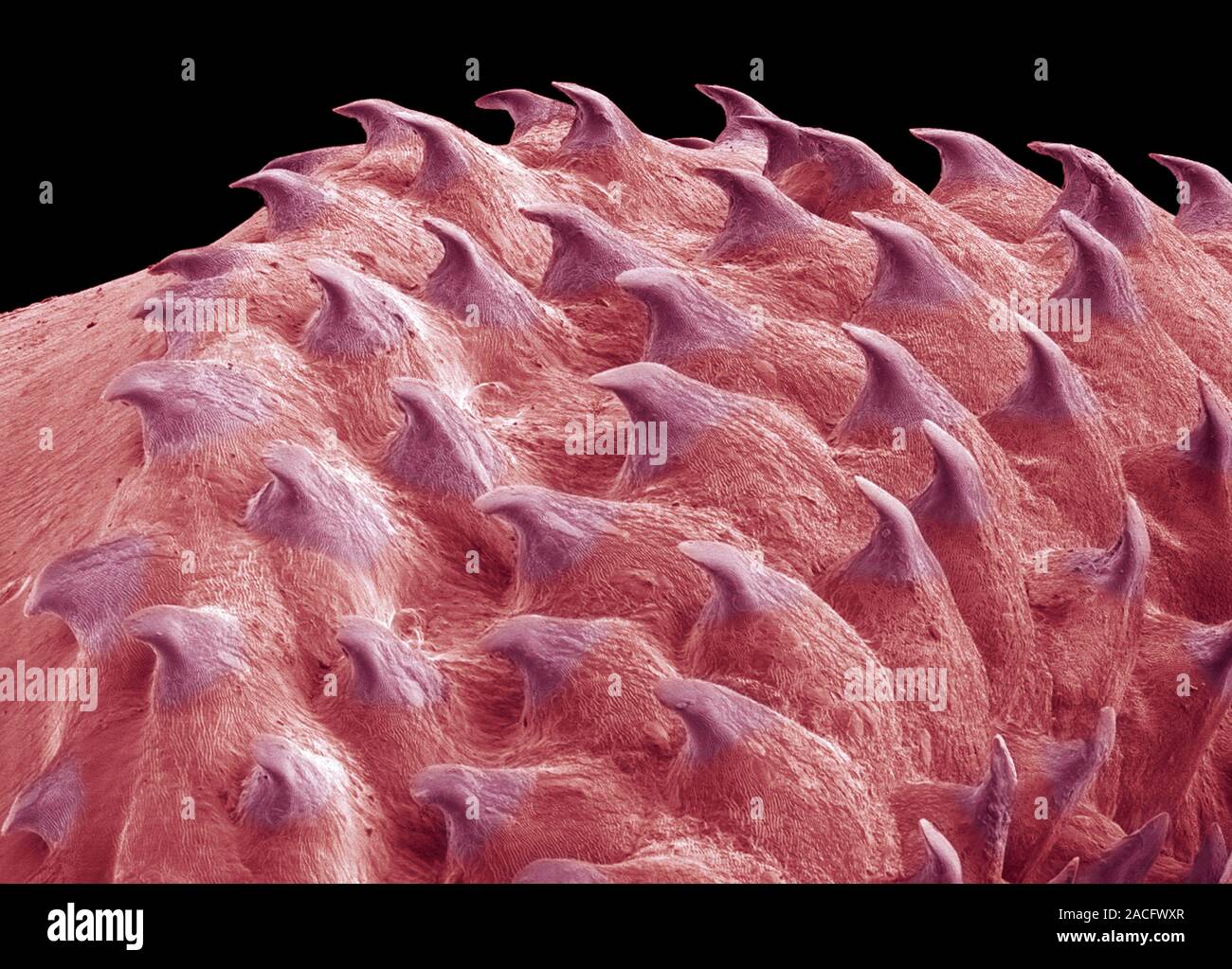 Maggot skin, coloured scanning electron micrograph (SEM). Maggots are ...