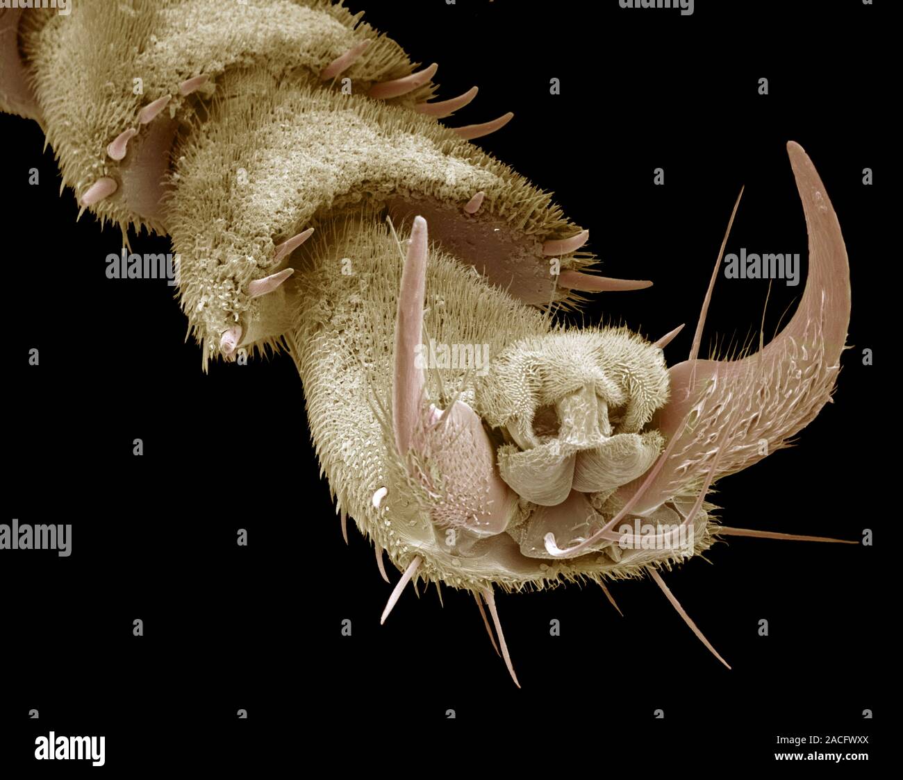 Wasp foot. Coloured scanning electron micrograph (SEM) of the foot of a ...