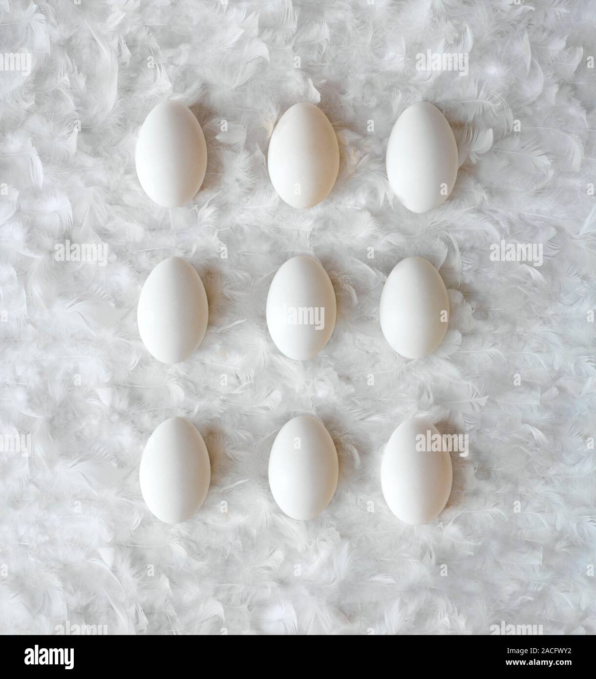 Eggs on feathers, conceptual image. These nine bird eggs, arrayed in a ...