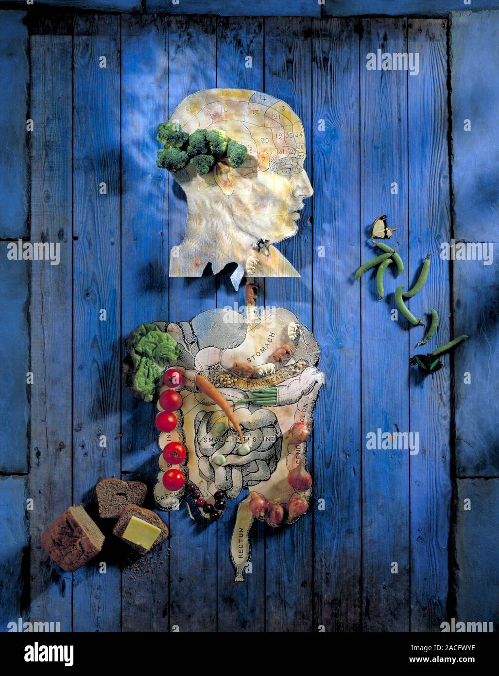 Organic food, conceptual image. Cut-out diagram of a man's head and ...