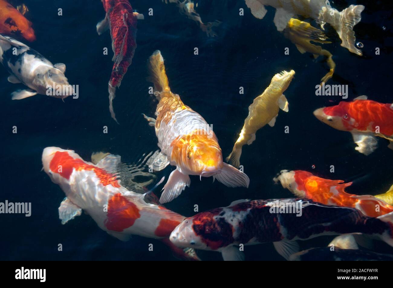 Koi carp. This fish is an ornamental domesticated variety of the common ...