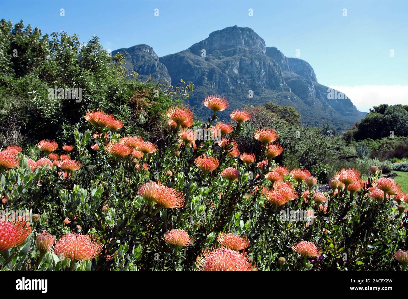 Pincushion flowers (Leucospermum cordifolium). This plant is native to ...