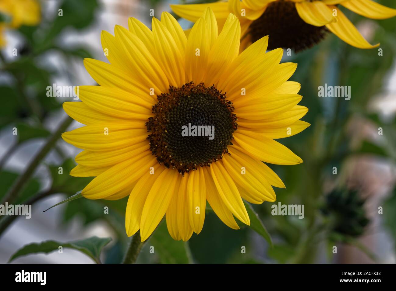 Sunflower head in bloom, fully open Stock Photo - Alamy