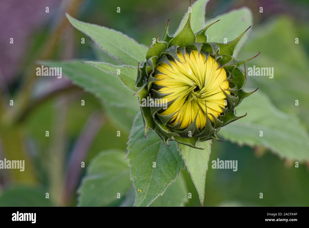 Closed sunflower bud hi-res stock photography and images - Alamy