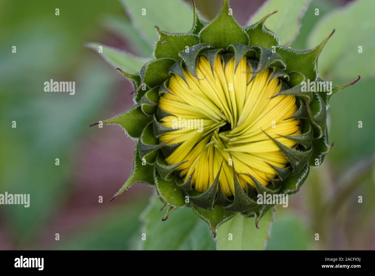 Closed Sunflower High Resolution Stock Photography and Images - Alamy