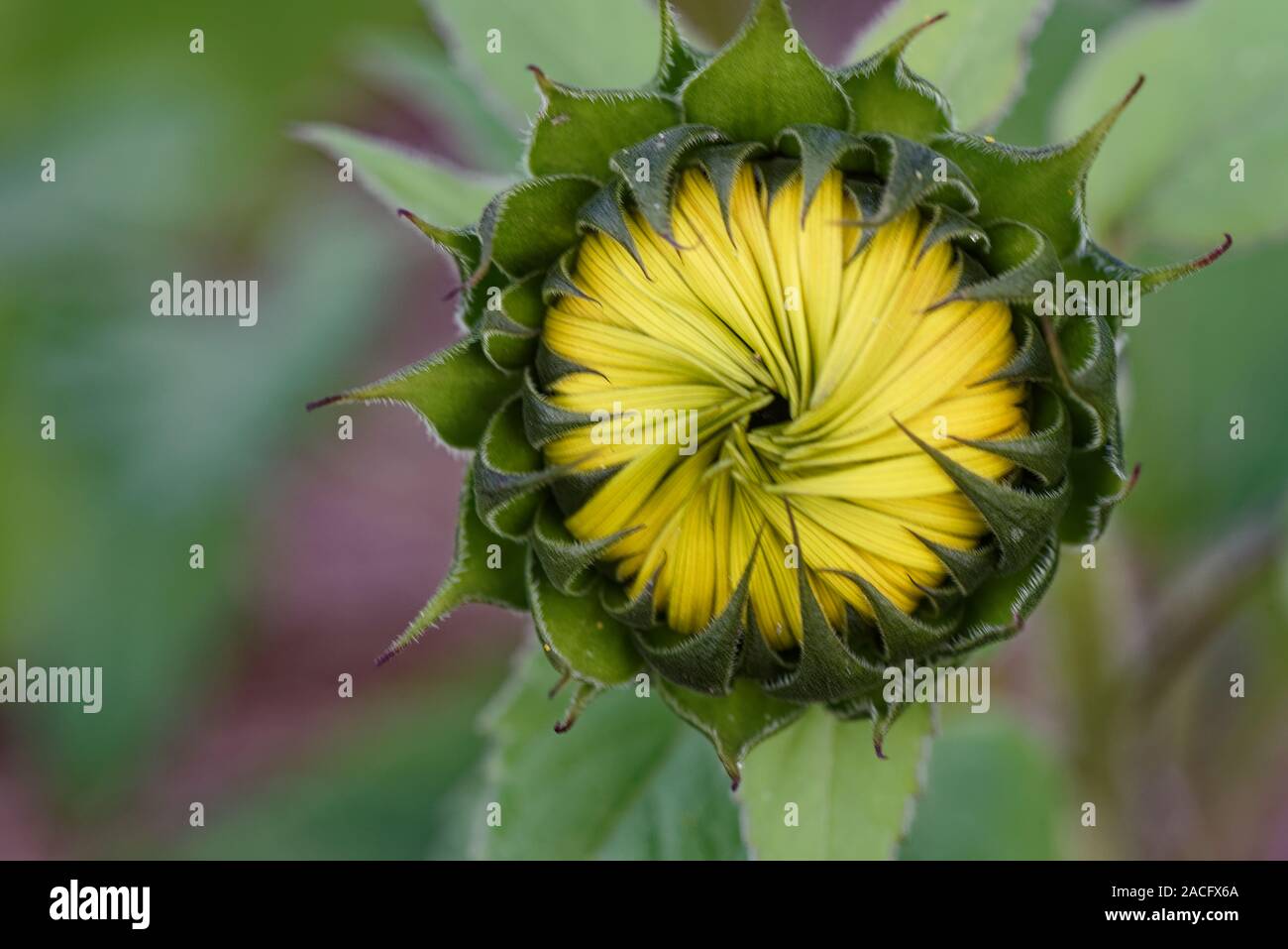 Closed sunflower bud Stock Photo - Alamy