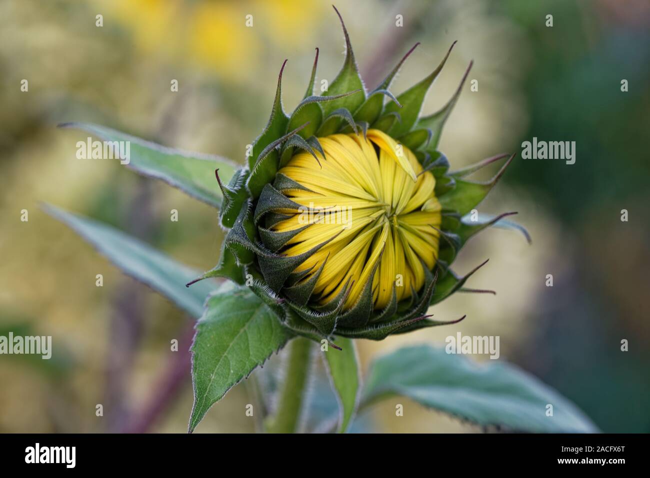 Closed sunflower bud Stock Photo - Alamy