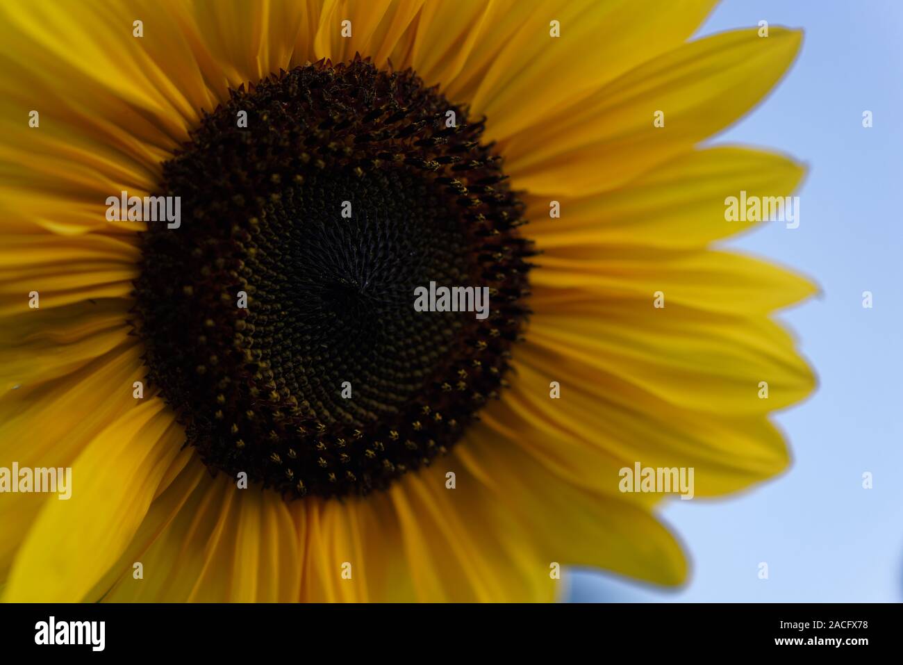 Sunflower head in bloom, fully open Stock Photo - Alamy
