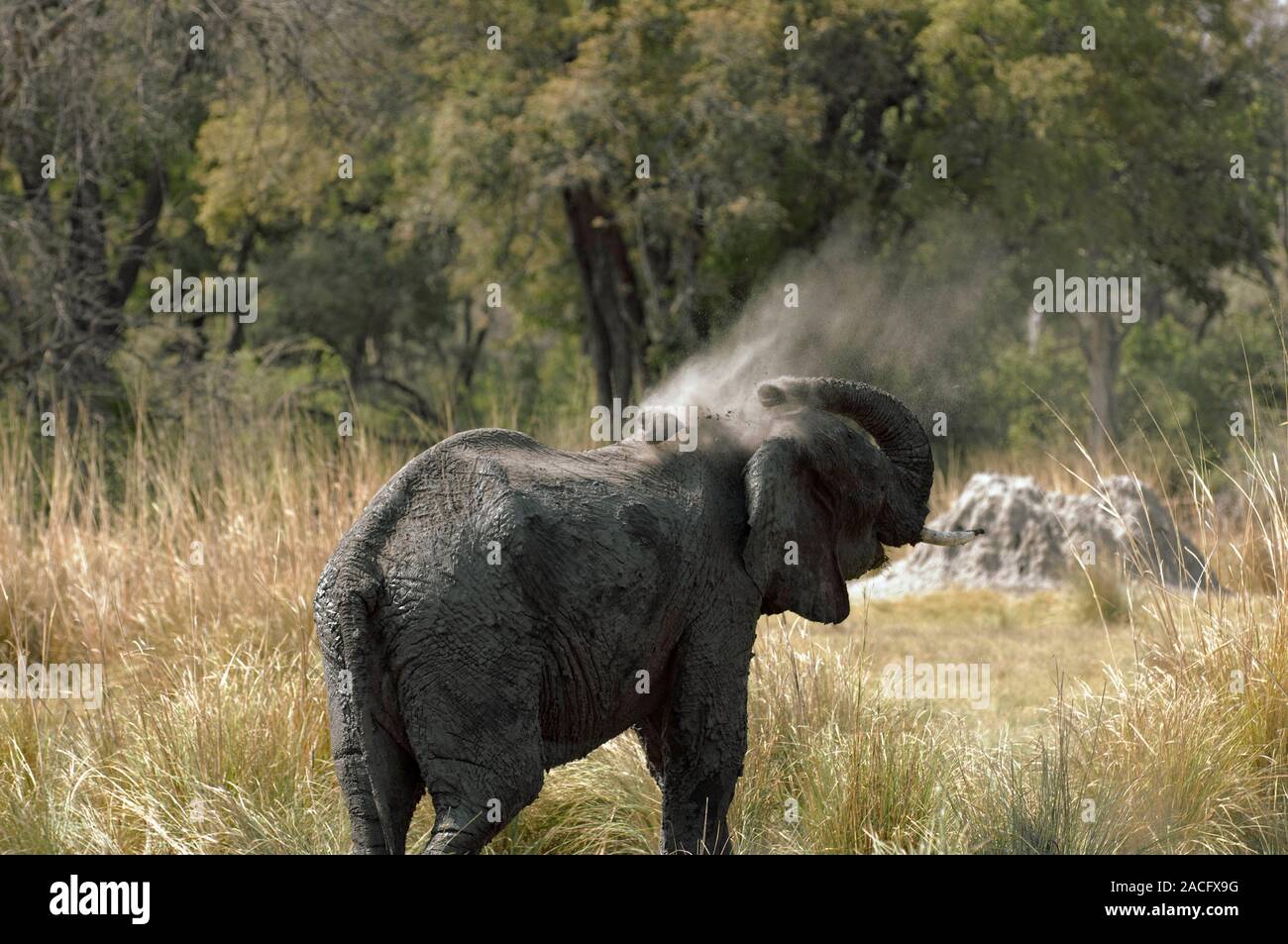 Male African elephant (Loxodonta africana) dusting himself to ward off ...