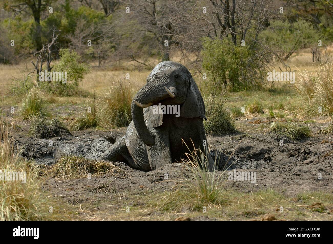 Male African elephant (Loxodonta africana) covering himself in mud to ...