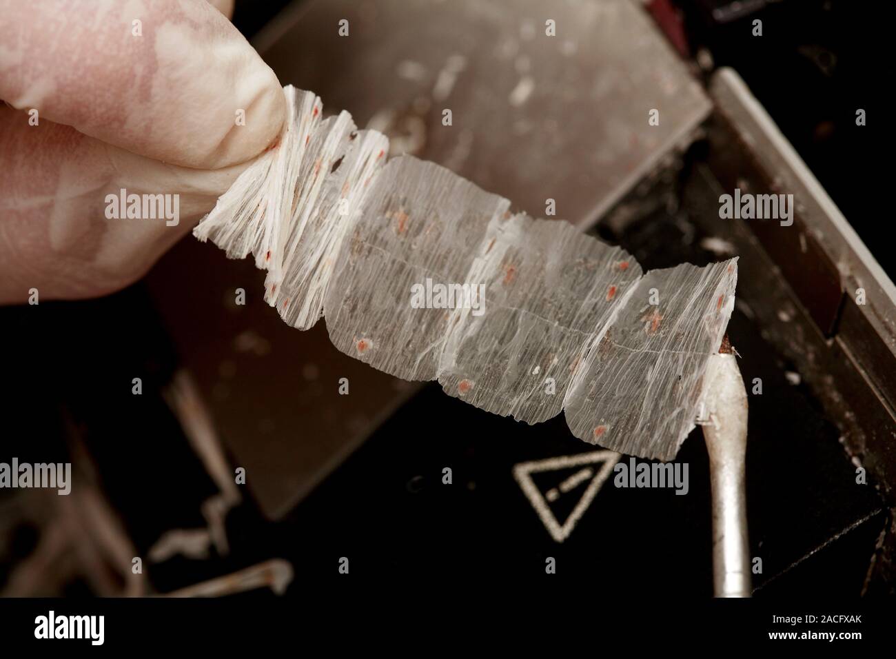 Pathology specimen wax preparation. Person holding a thinly sliced ...