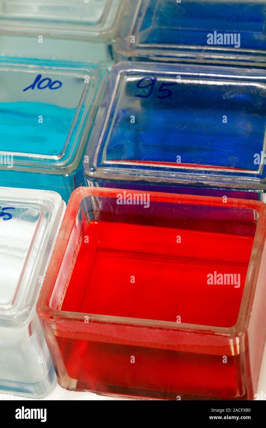 Histological stains. Baths of coloured solutions used for staining ...