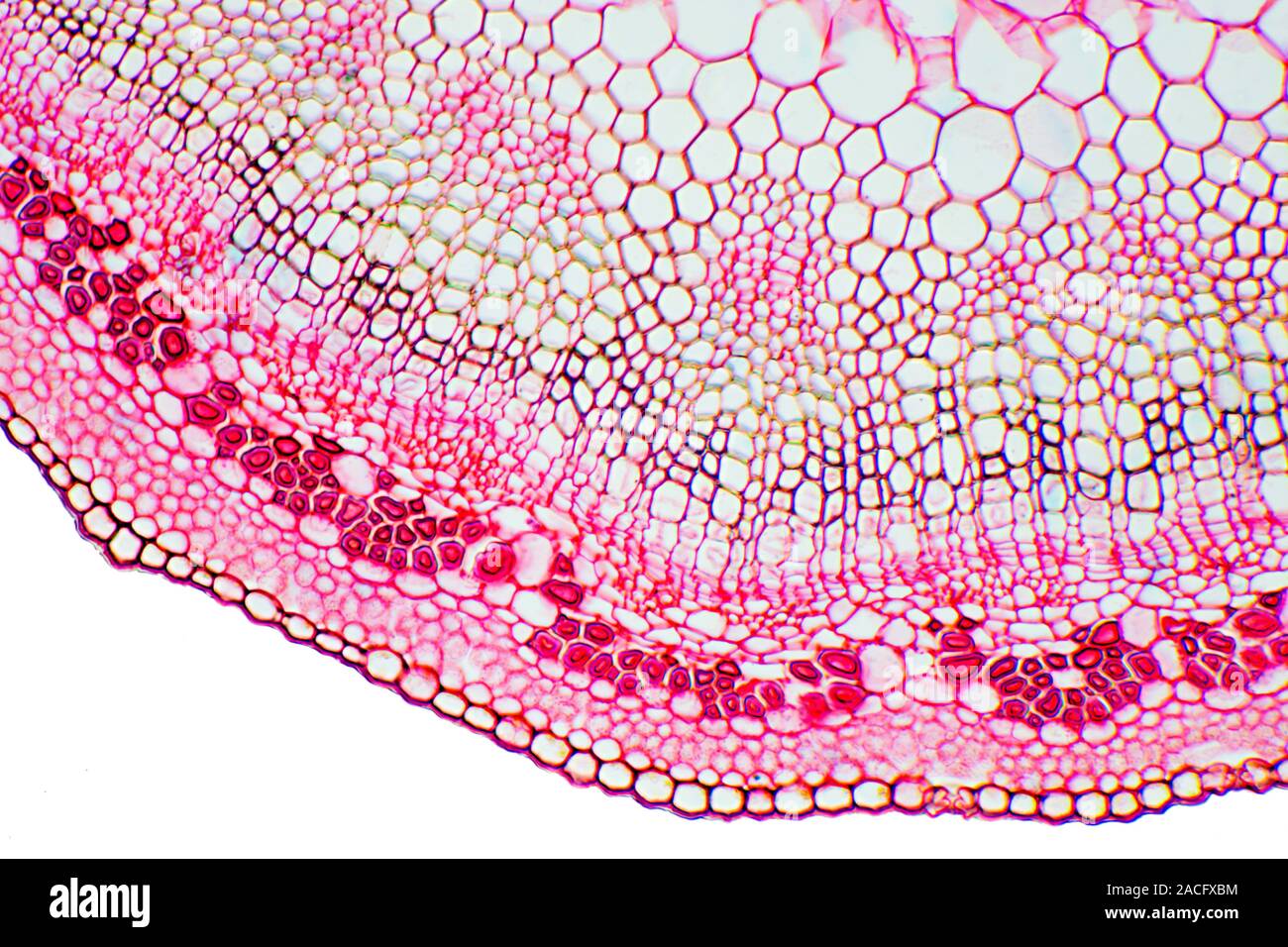 Flax plant stem. Light micrograph of a transverse section through a ...