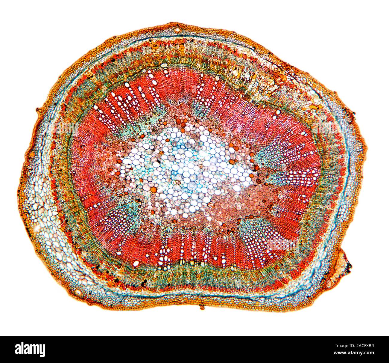 Cotton plant root. Light micrograph of a transverse section through a ...