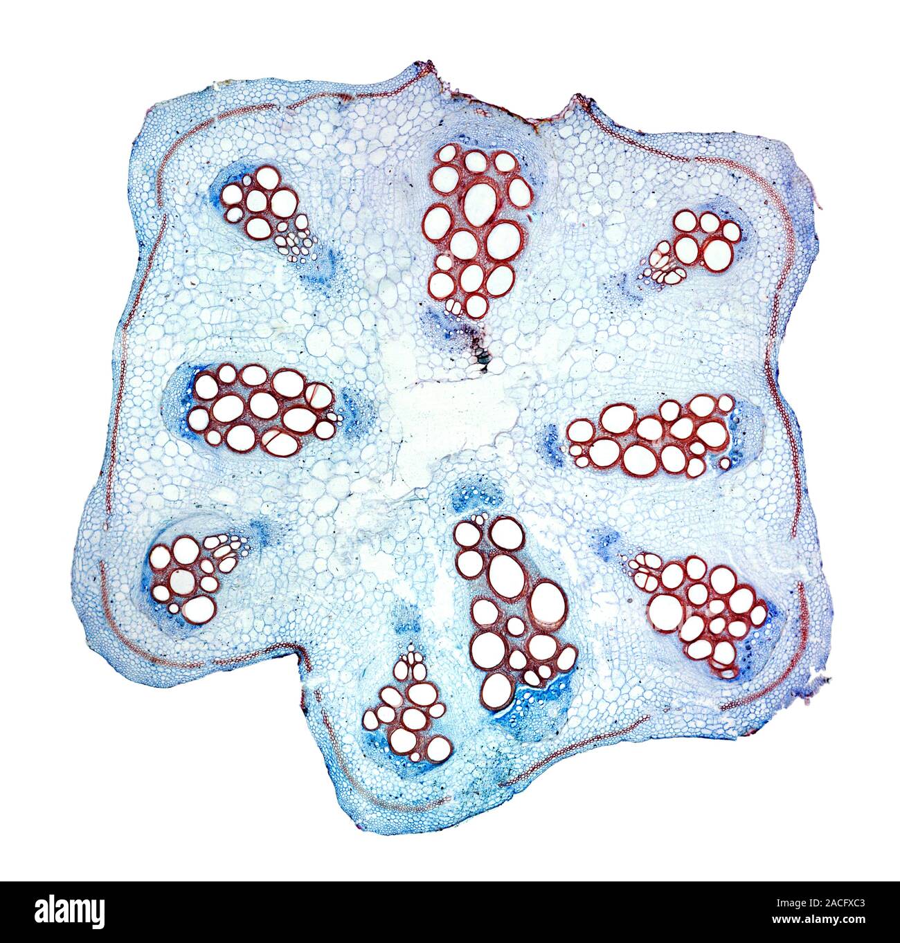 Cucurbita plant stem. Light micrograph of a transverse section through ...