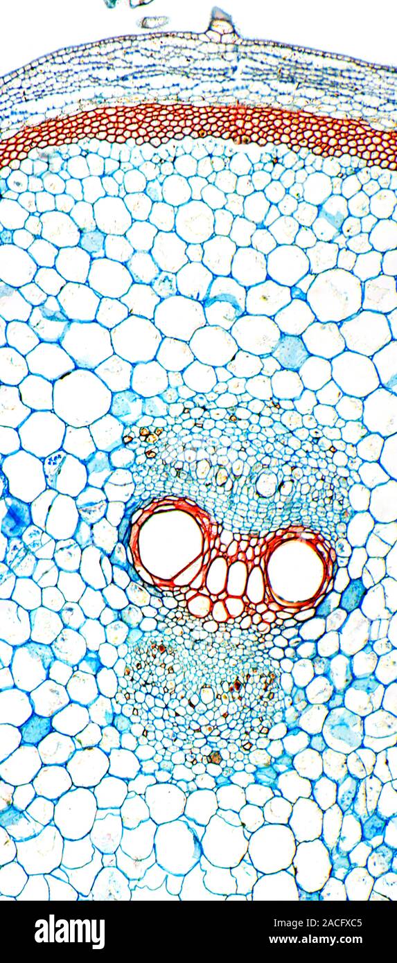 Cucurbita plant stem. Light micrograph of a transverse section through ...