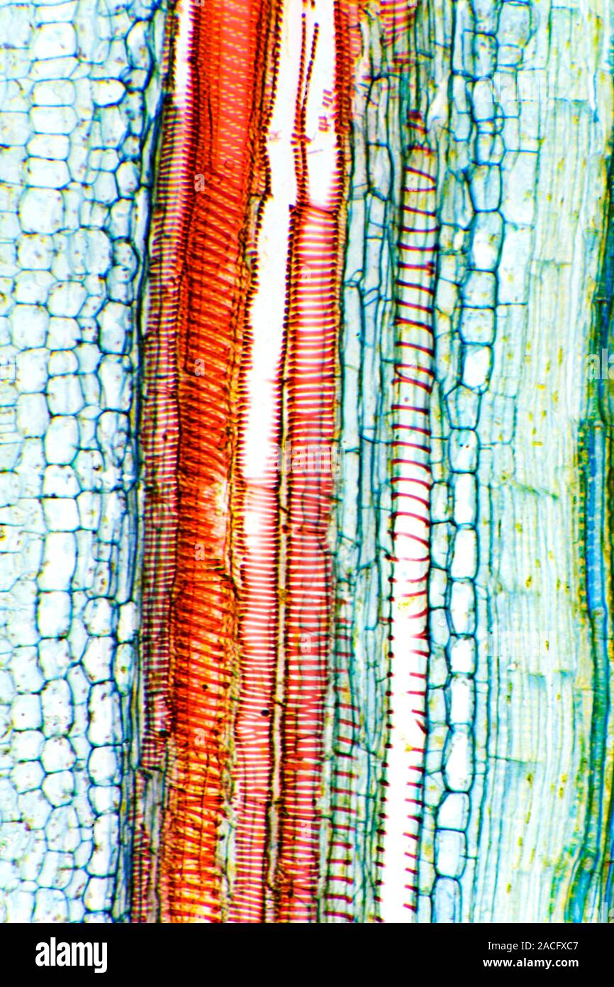 Cucurbita plant stem. Light micrograph of a longitudinal section ...
