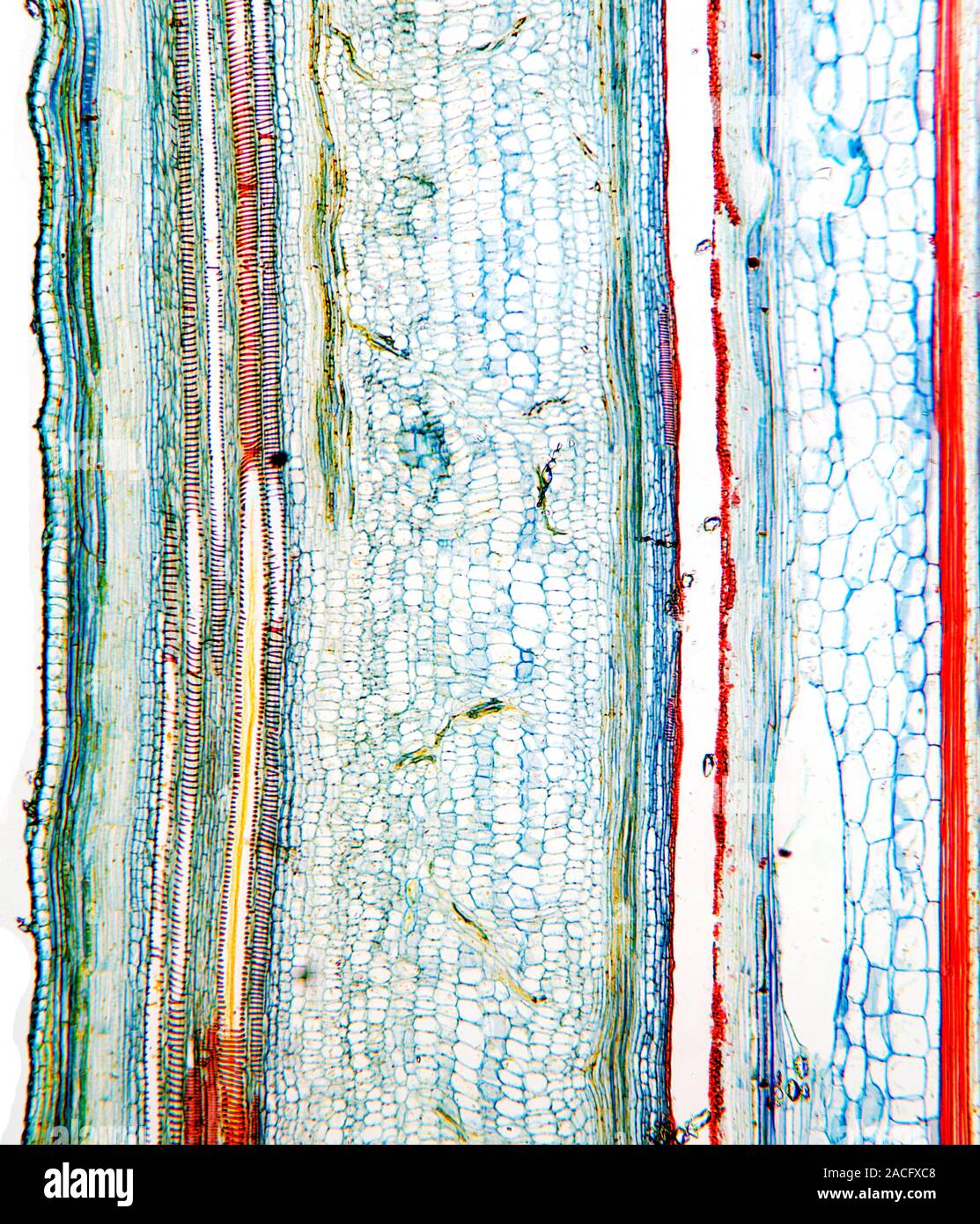 Longitudinal Section Of A Stem