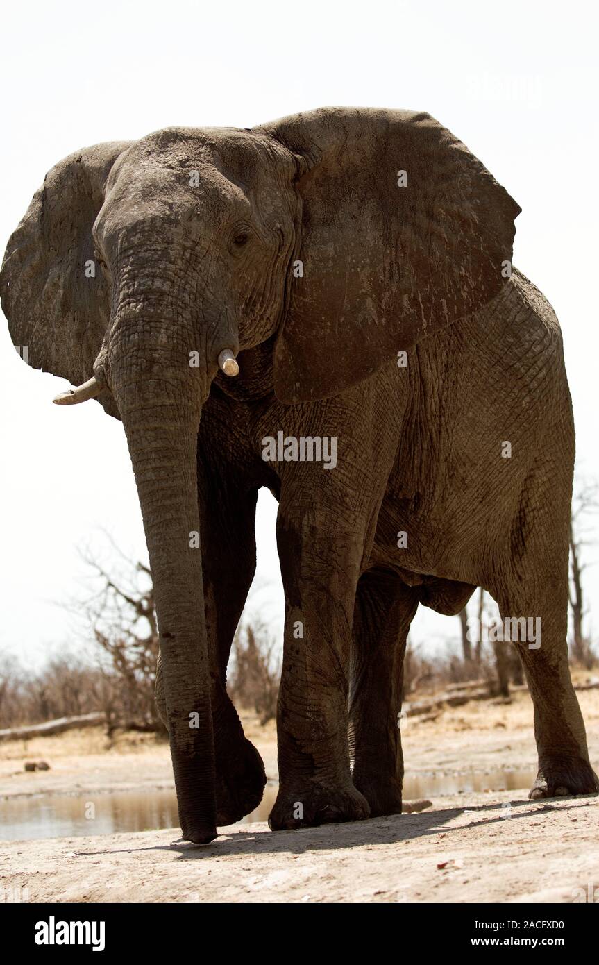 Male African elephant (Loxodonta africana). African elephants are ...