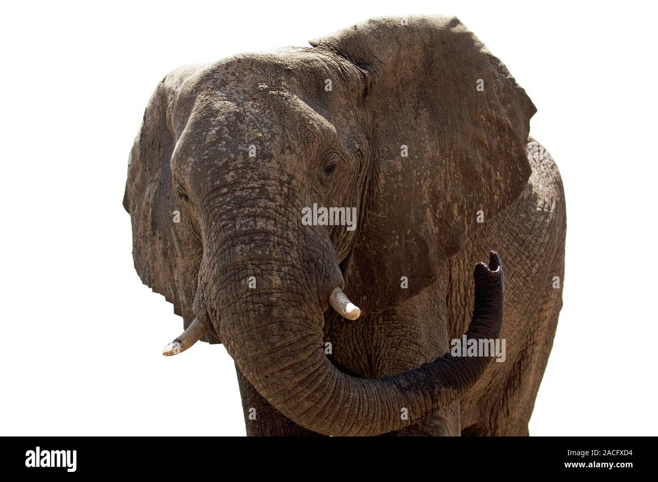 Male African elephant (Loxodonta africana). African elephants are ...