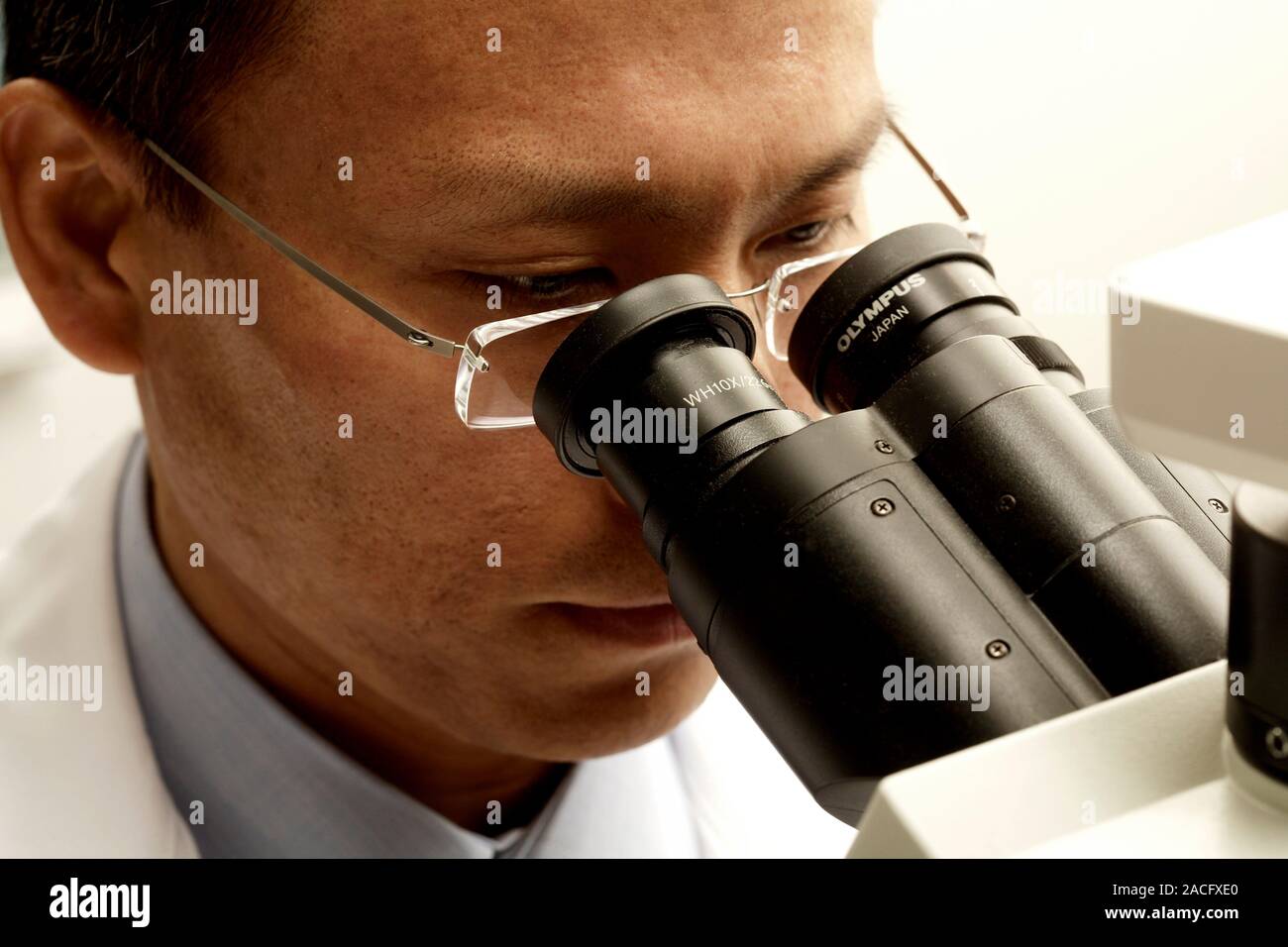 Examining tissue samples. Pathologist examining tissue samples under a ...