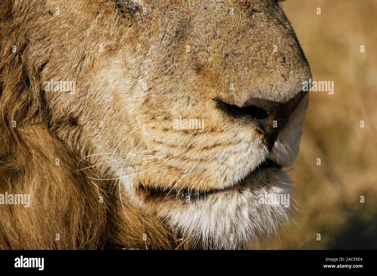 Lion (Panthera leo). Lions are found in the savannah and scrubland of ...