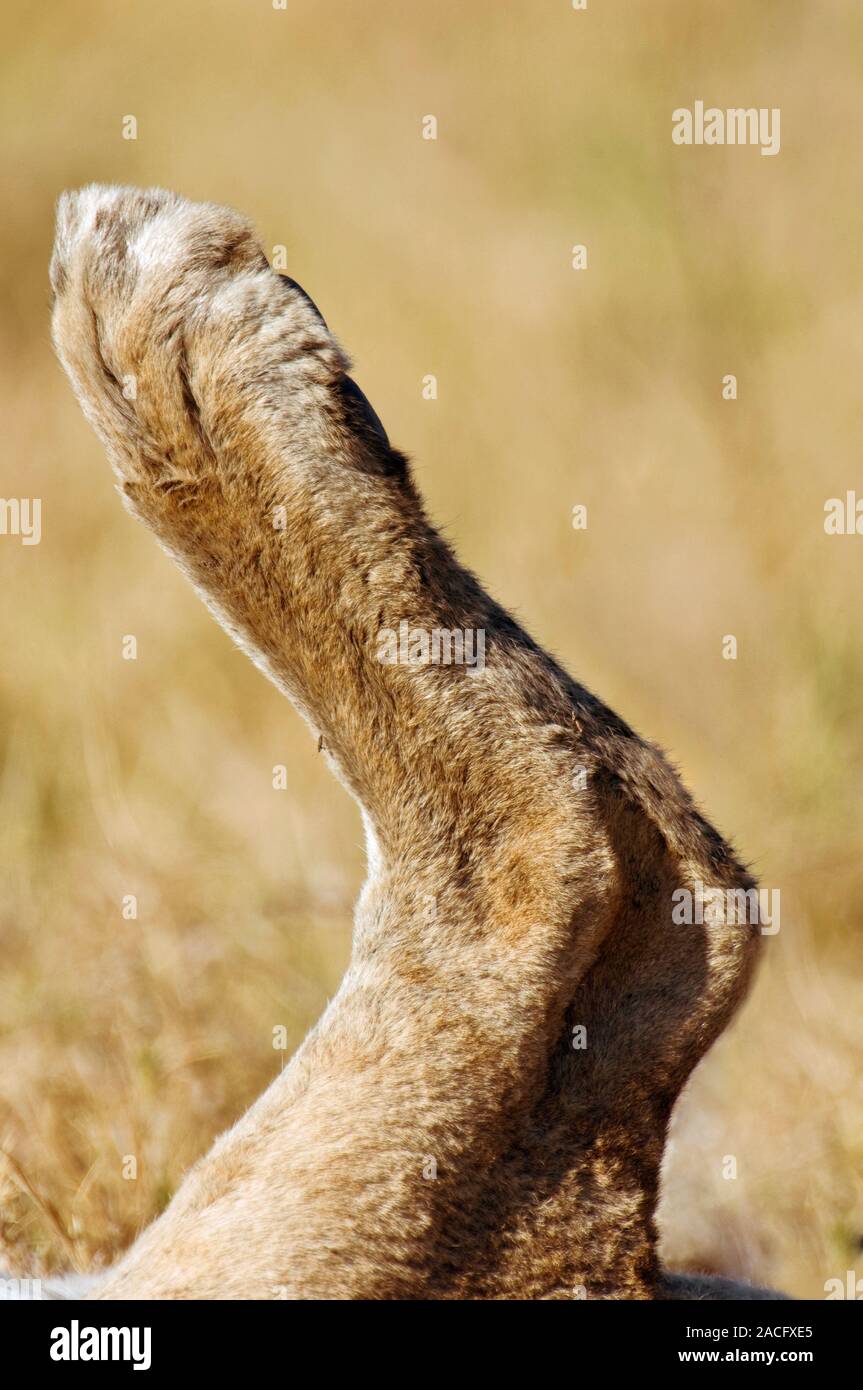 Lion foot (Panthera leo). Lions are found in the savannah and scrubland ...