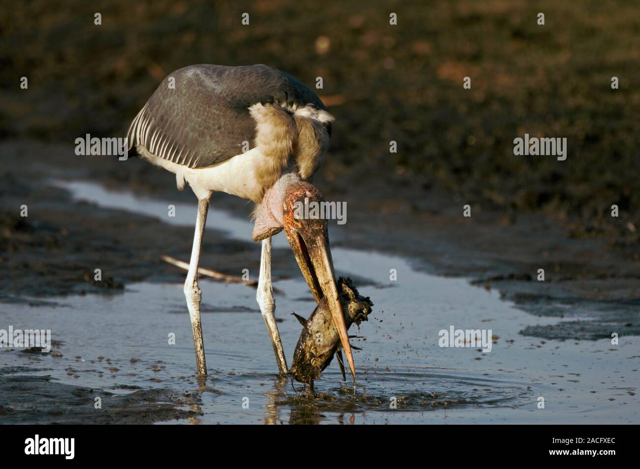 Marabou stork (Leptoptilos crumeniferus) with a catfish (order ...